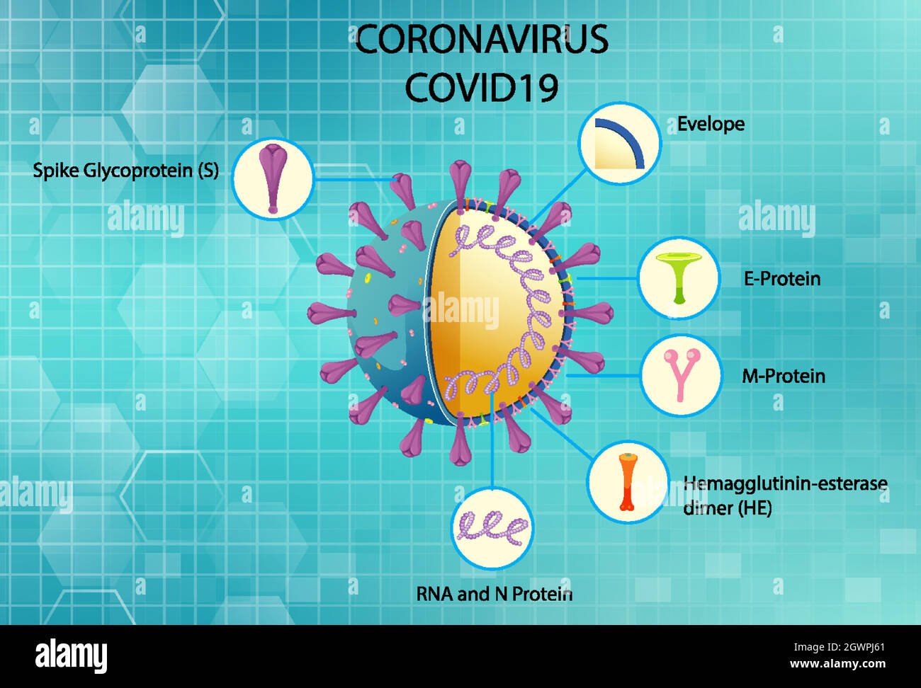 Diagram of Corona virus particle structure Stock Vector Image & Art - Alamy