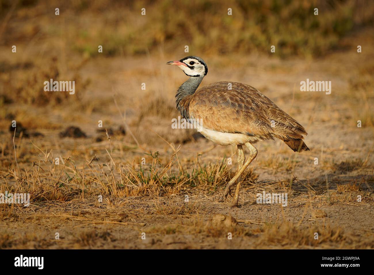 White-bellied Bustard or white-bellied korhaan - Eupodotis senegalensis ...