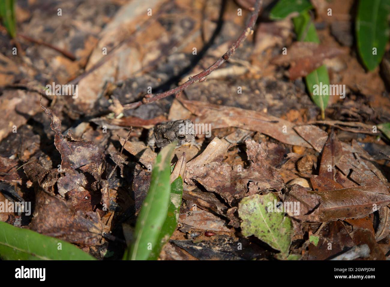 Gulf coast toad (Incilius valliceps) camouflaged in leaf litter Stock ...