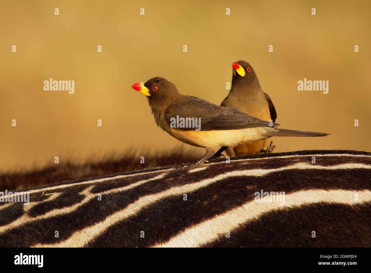Yellow-billed Oxpecker - Buphagus africanus passerine bird in ...