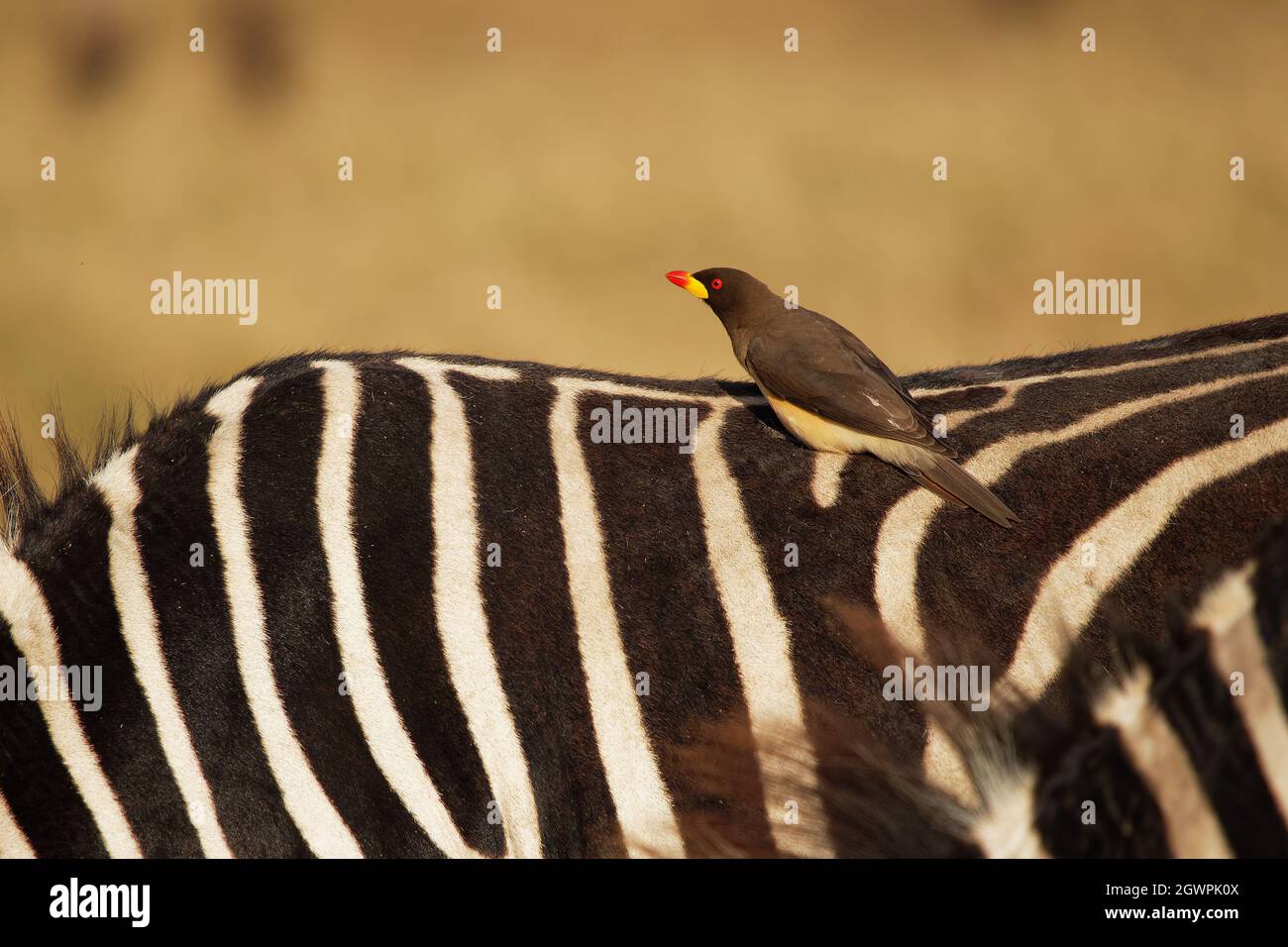 Yellow-billed Oxpecker - Buphagus africanus passerine bird in ...