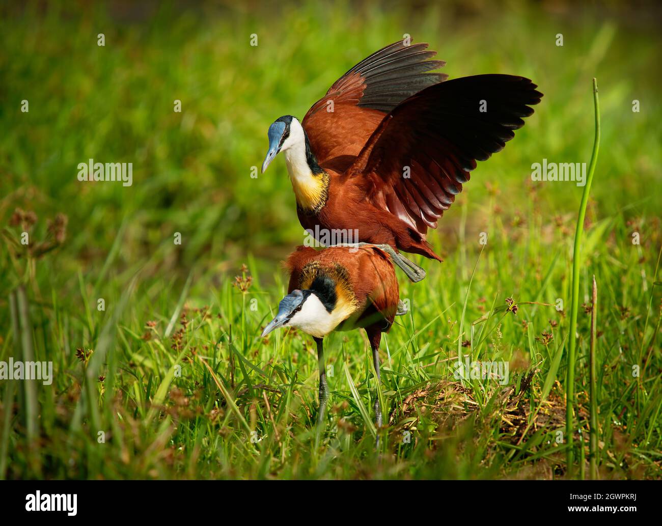African Jacana - Actophilornis africanus is a wader bird in family ...