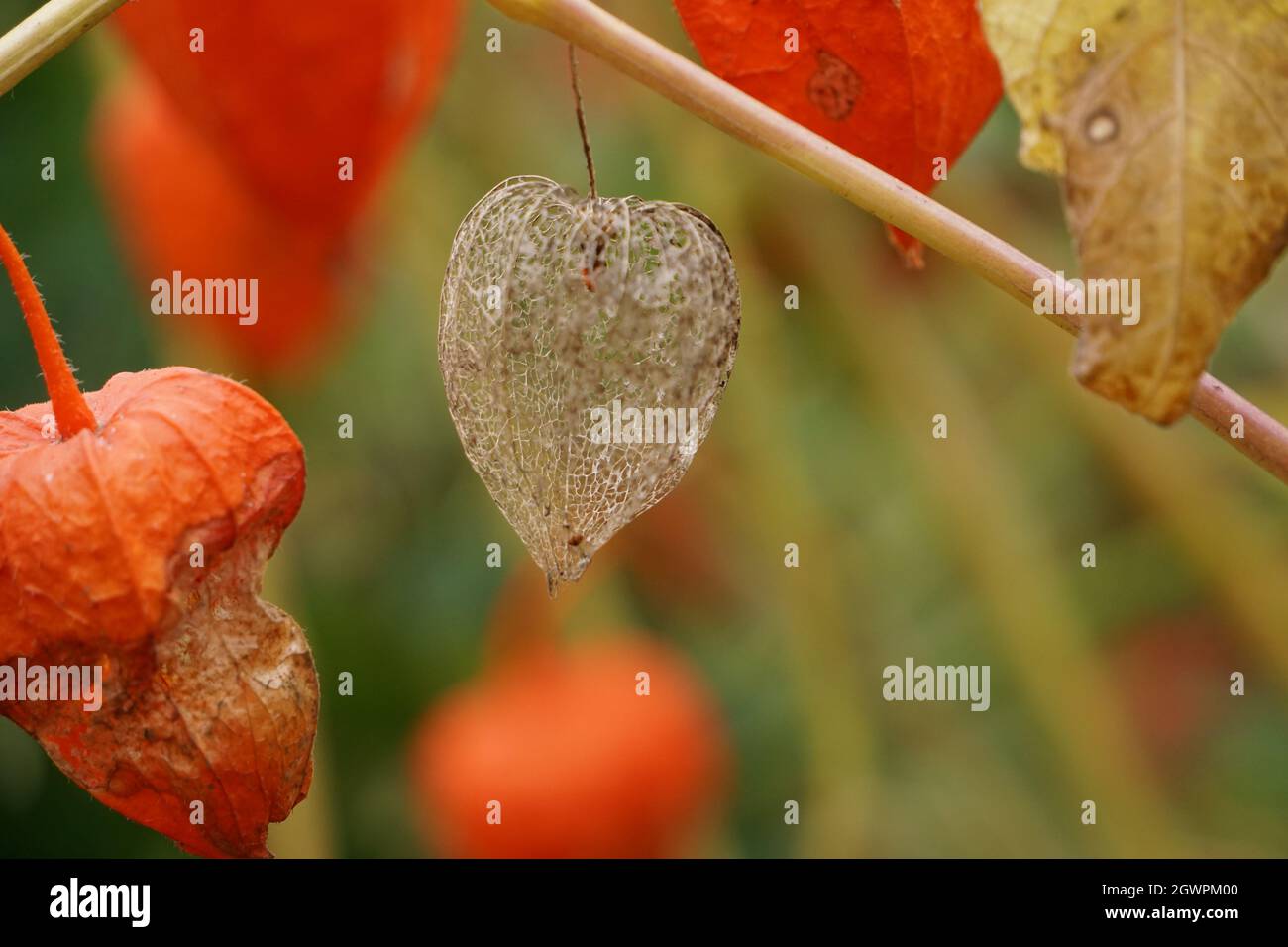 Lampion Plant High Resolution Stock Photography and Images - Alamy