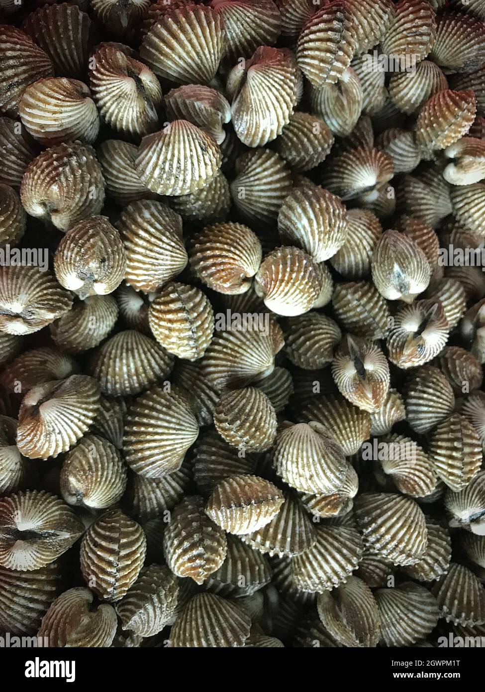 Kerang High Resolution Stock Photography and Images - Alamy