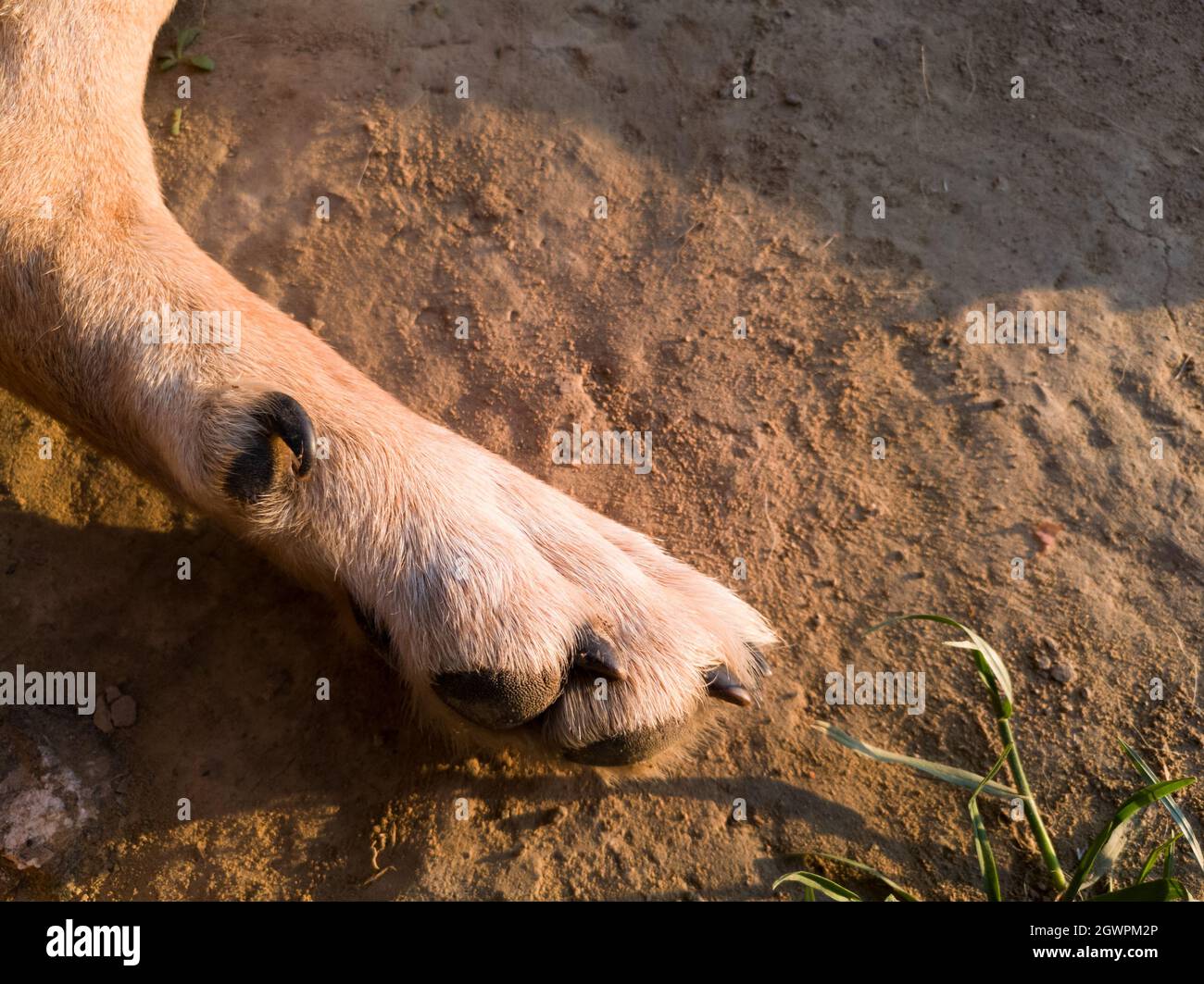 Dog rear leg hi-res stock photography and images - Alamy