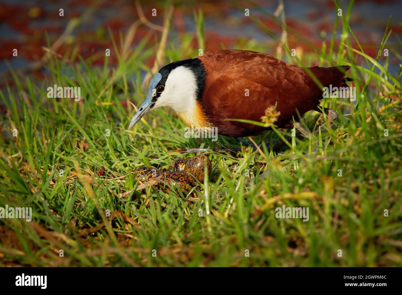 African jacana bird nest hi-res stock photography and images - Alamy