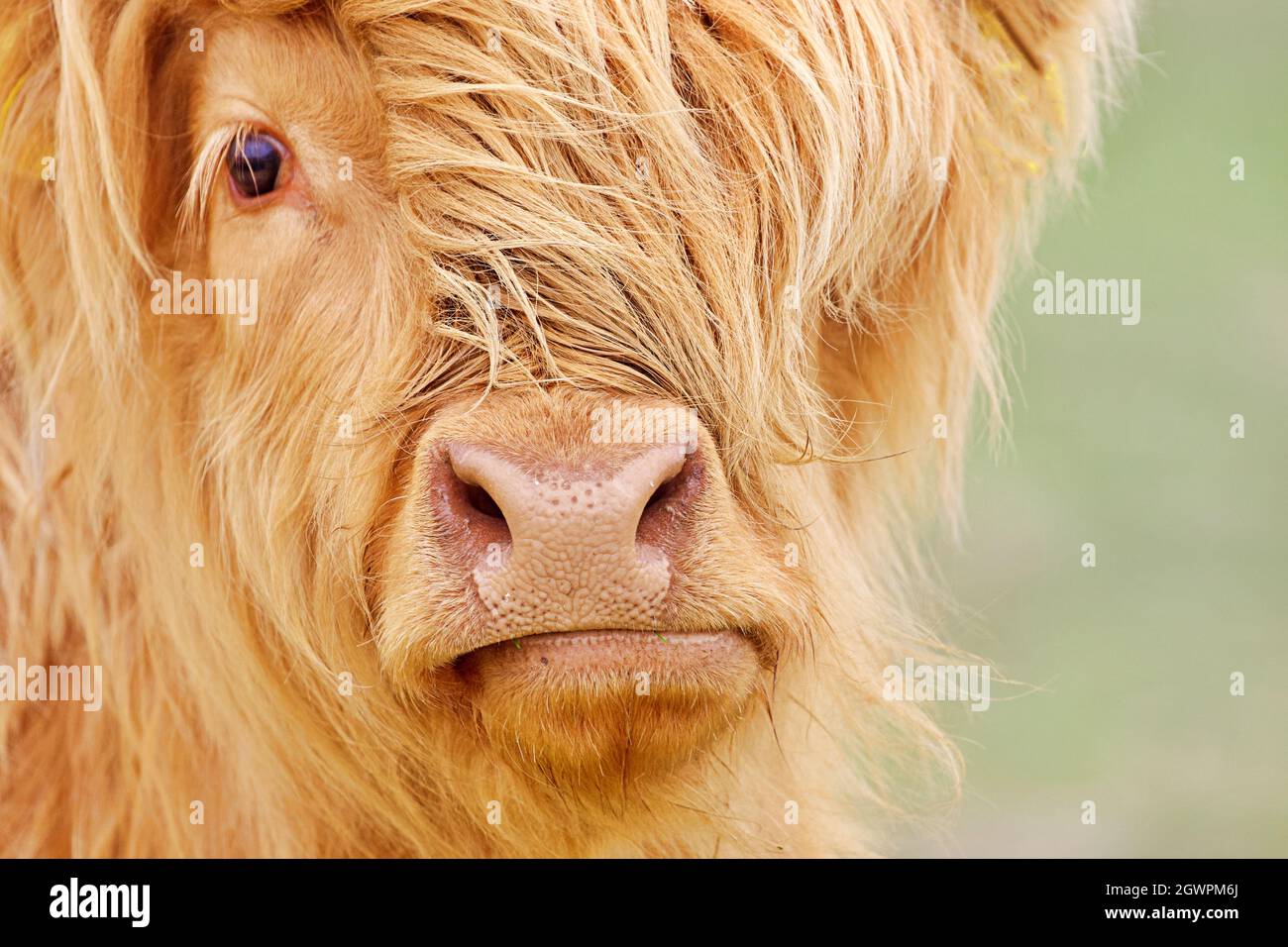Friesland cattle hi-res stock photography and images - Alamy