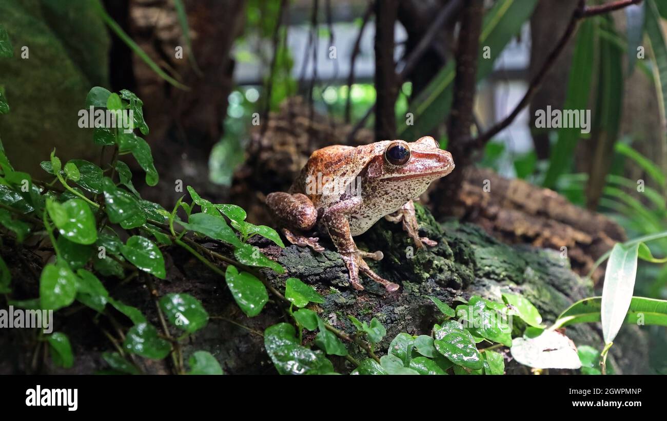 Whipping frog hi-res stock photography and images - Alamy