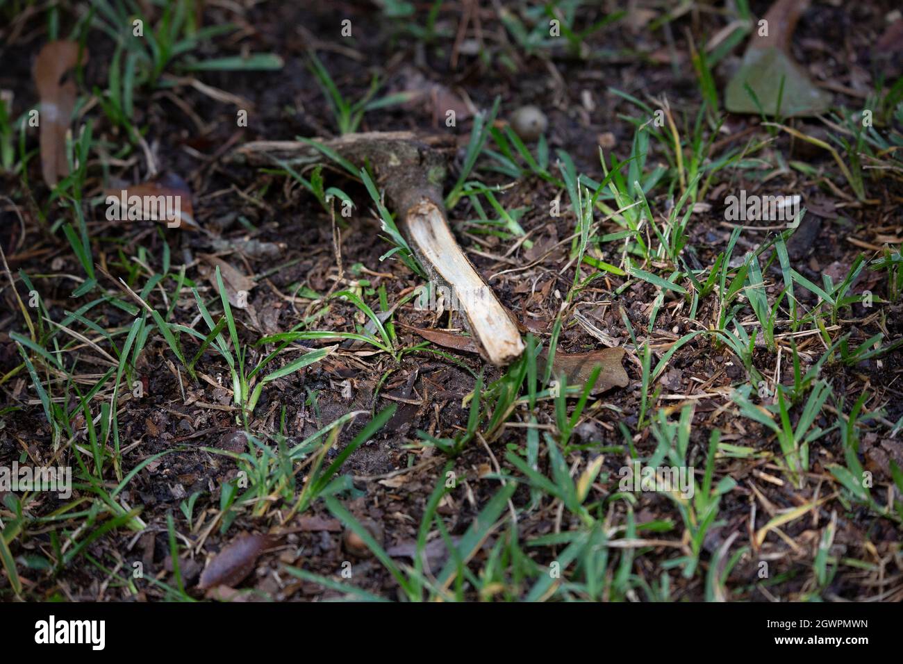 Broken tree limb on the ground after a storm Stock Photo - Alamy