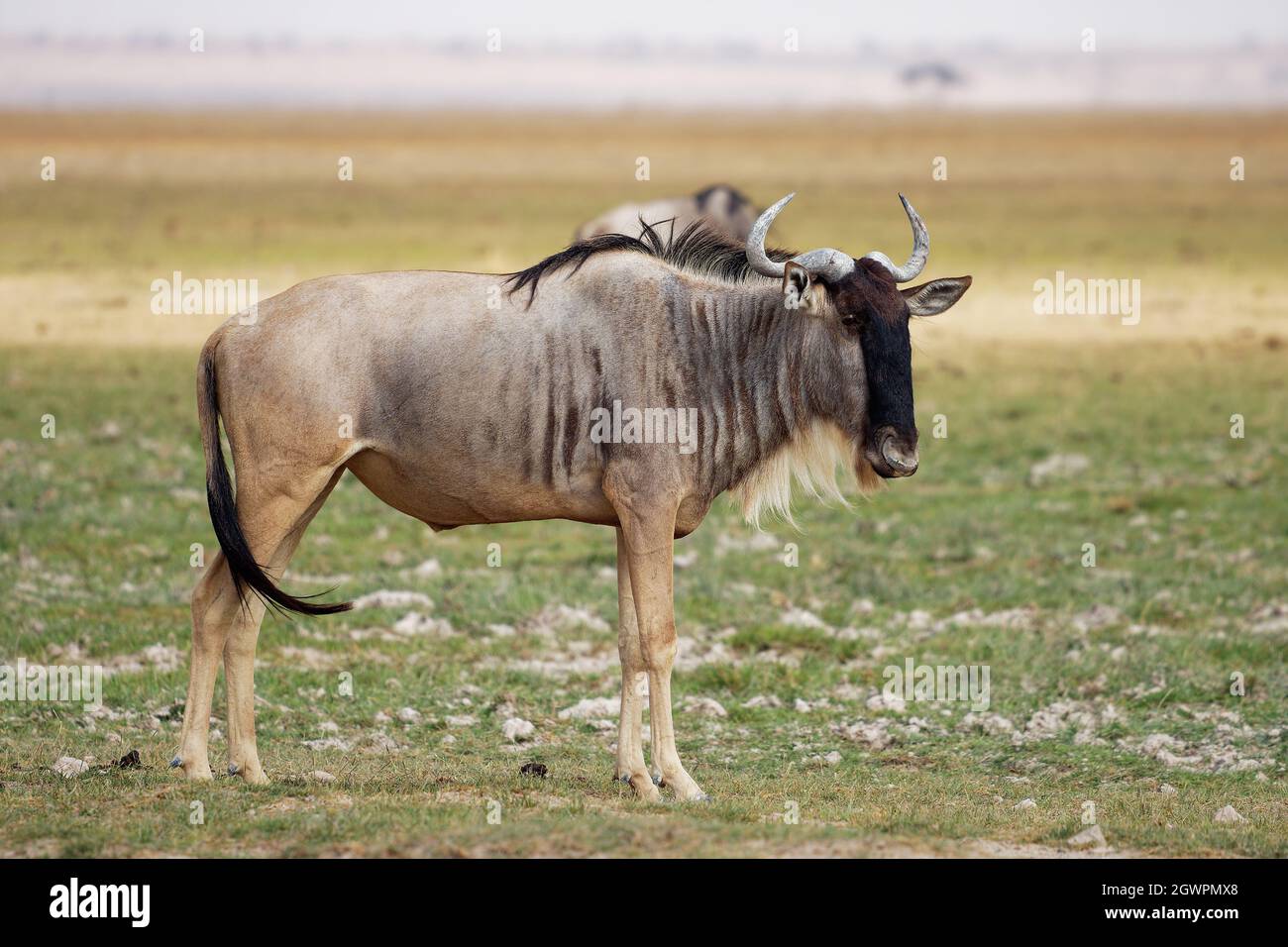 Eastern white bearded wildebeest hi-res stock photography and images ...