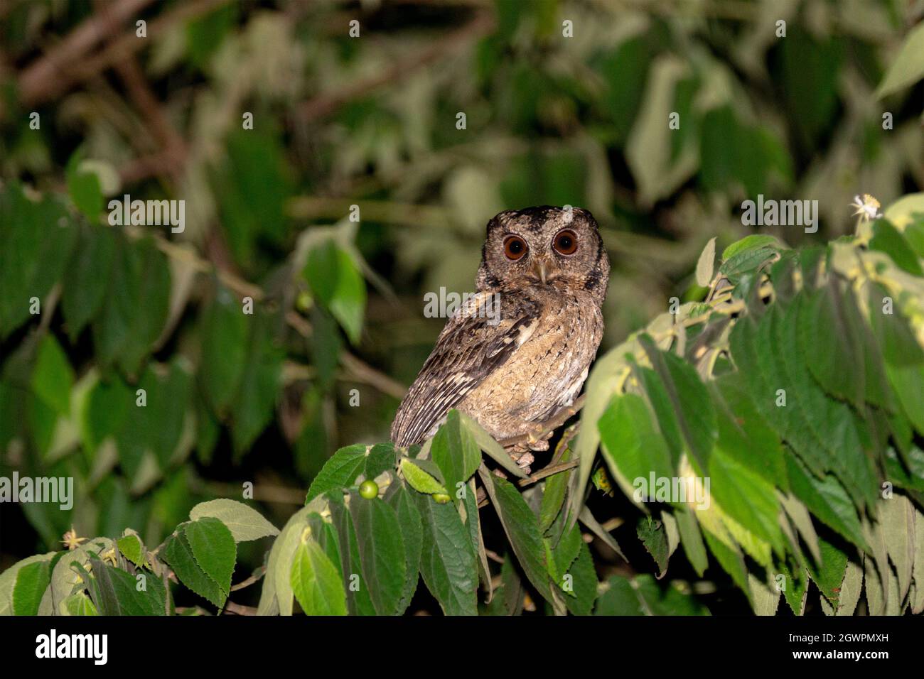Indonesia scops owl hi-res stock photography and images - Alamy