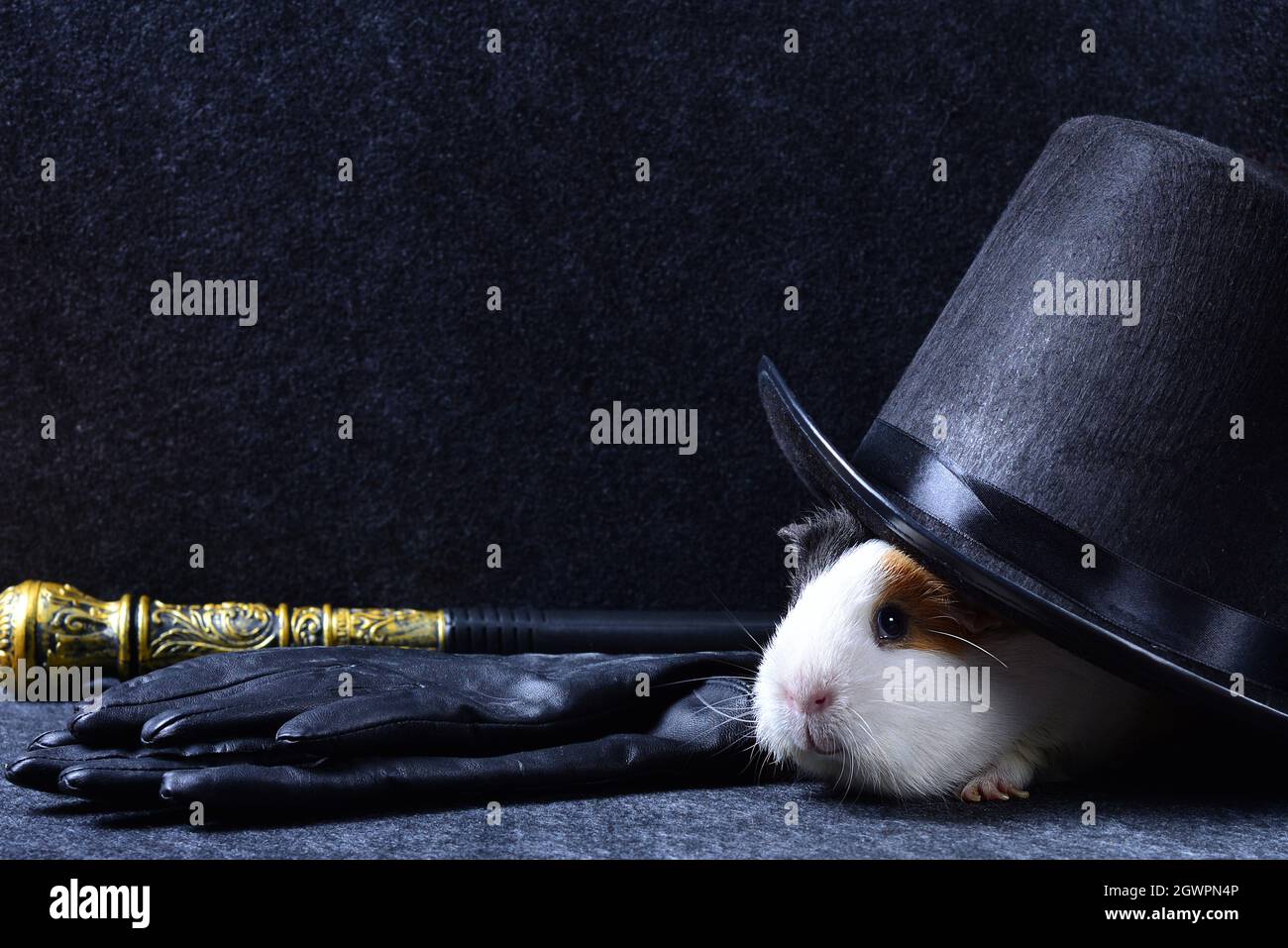 Pig circus hi-res stock photography and images - Alamy