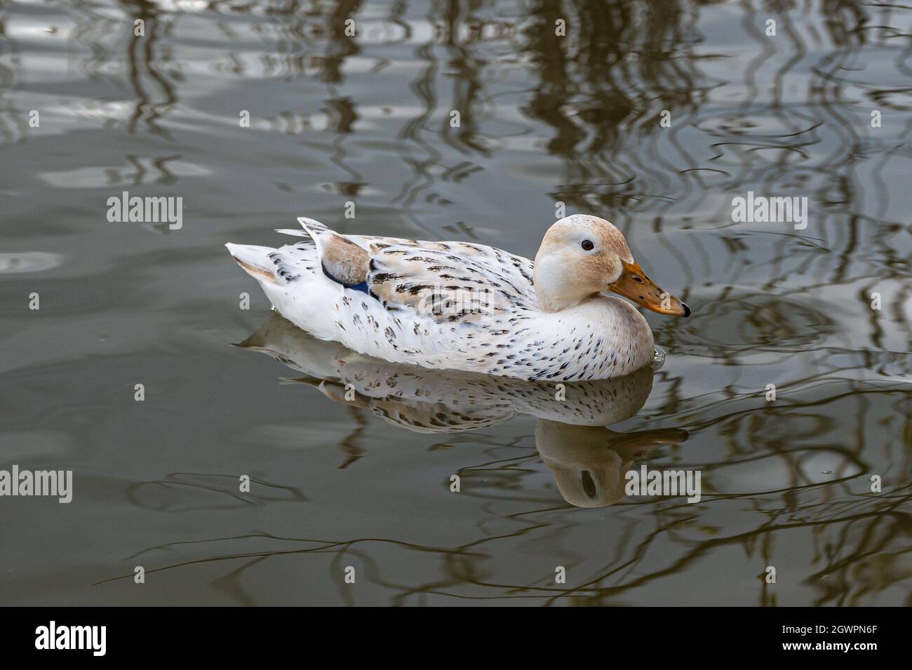 Albino mallard duck hi-res stock photography and images - Alamy