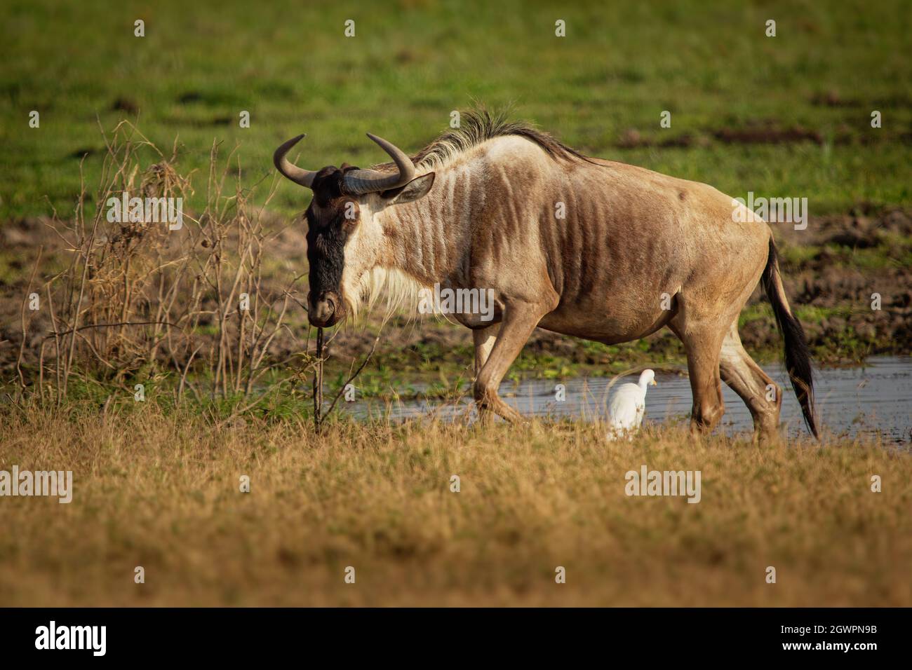 Eastern White-bearded Wildebeest - Connochaetes taurinus albojubatus ...