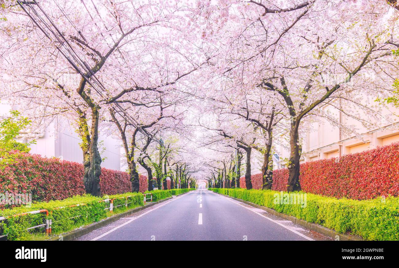 A Row Of Cherry Trees Stock Photo - Alamy