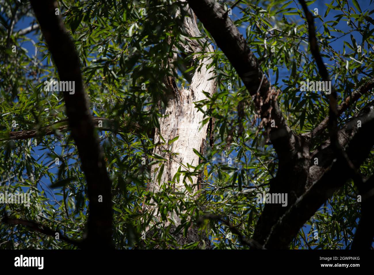 Healthy but broken tree trunk on a pretty, blue day Stock Photo - Alamy