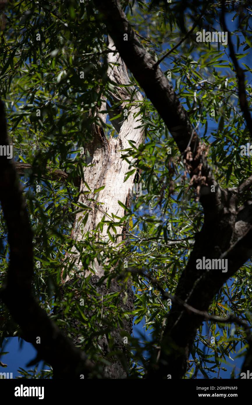 Healthy but broken tree trunk on a pretty, blue day Stock Photo - Alamy