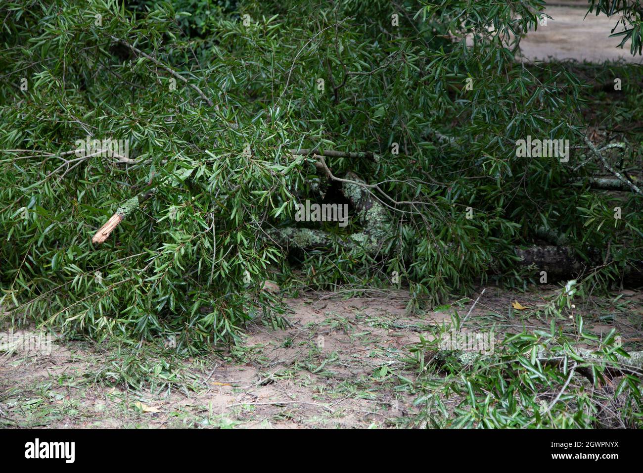 Recently fallen tree limbs with healthy, green leaves still on them ...
