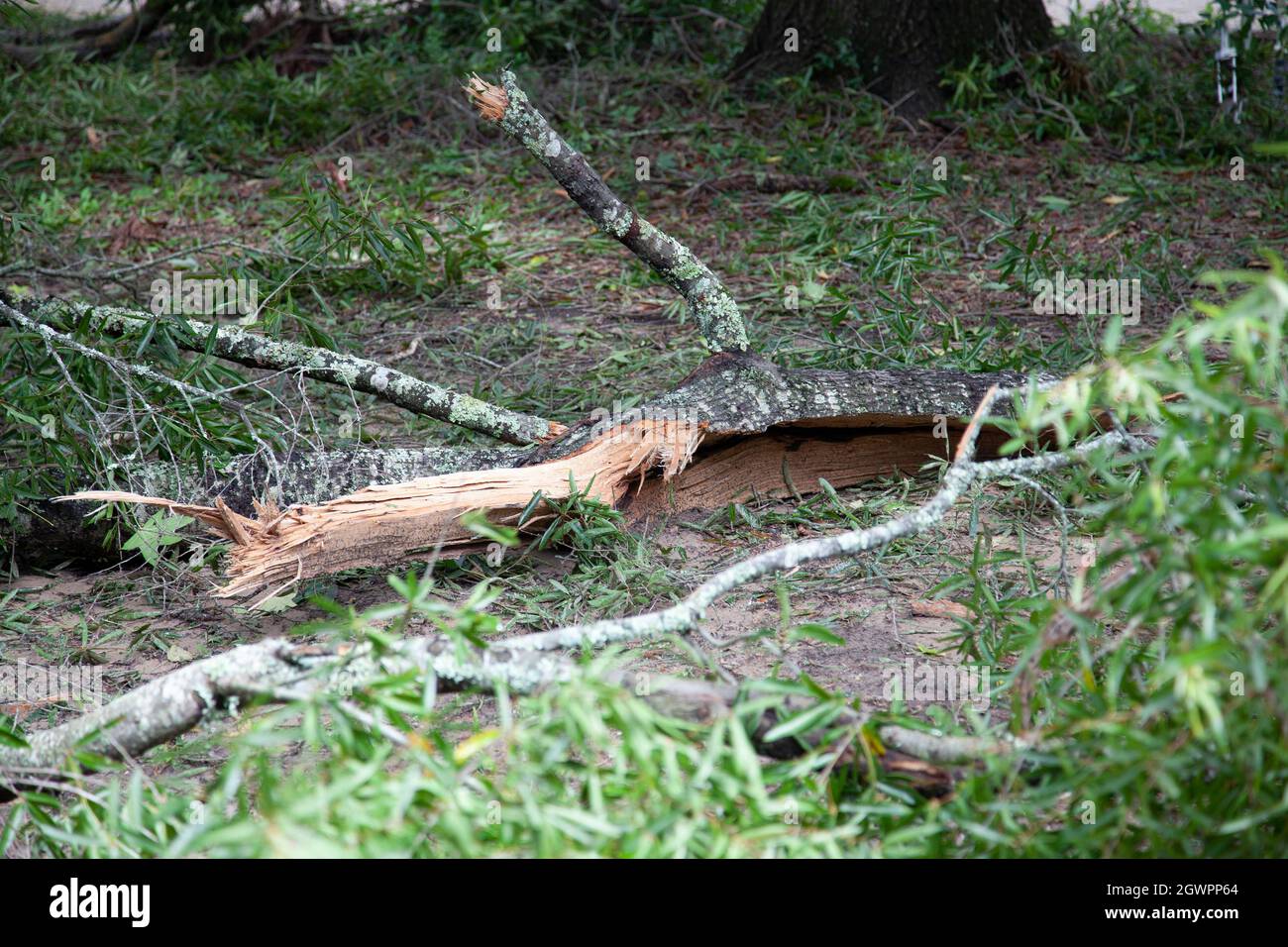 Large tree limb downed in a yard after a storm Stock Photo - Alamy