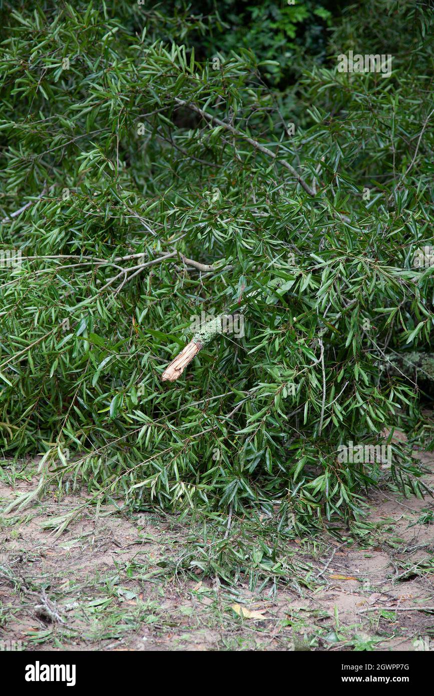 Recently fallen tree limbs with healthy, green leaves still on them ...