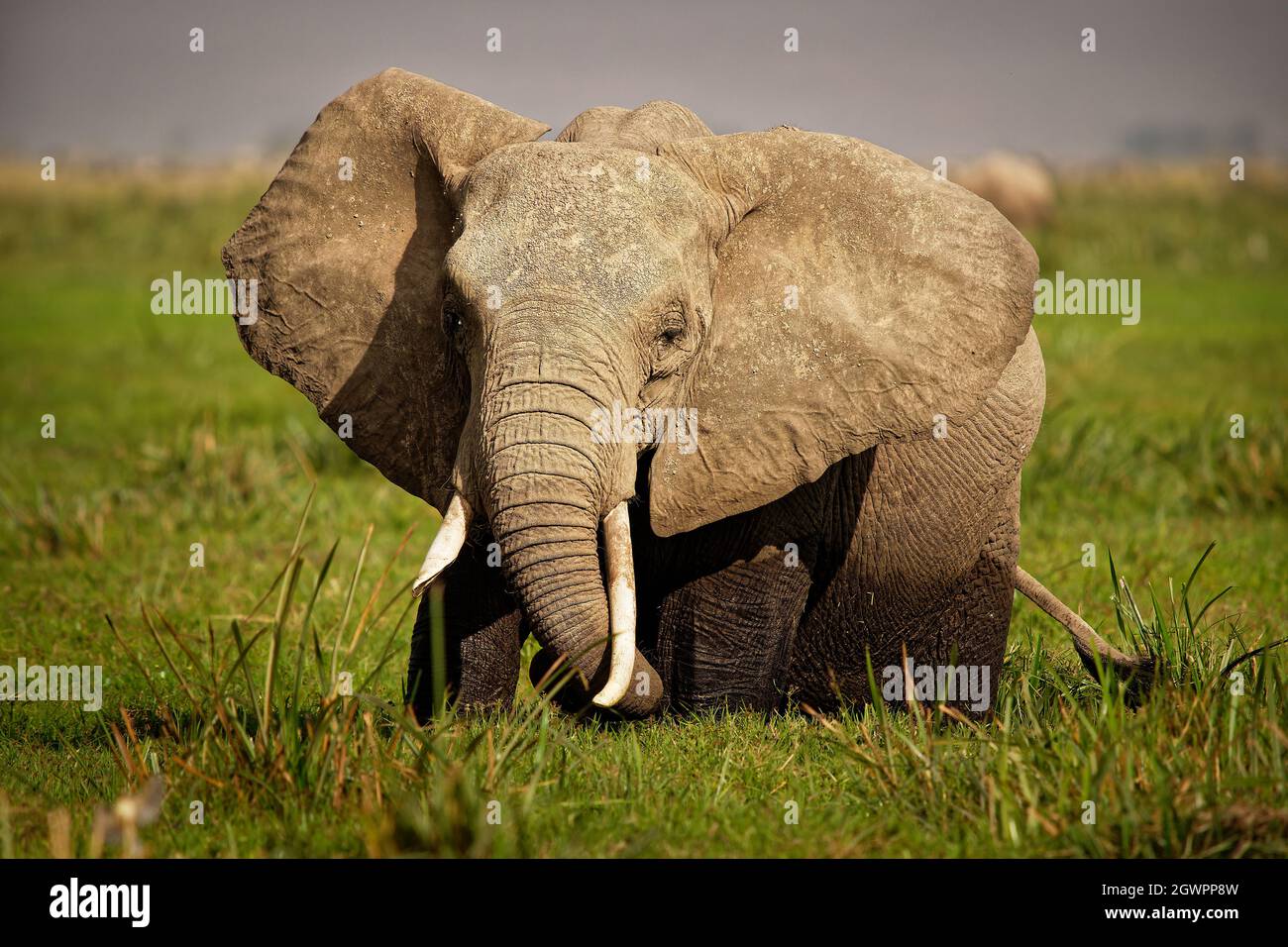 African forest elephant herd hi-res stock photography and images - Alamy