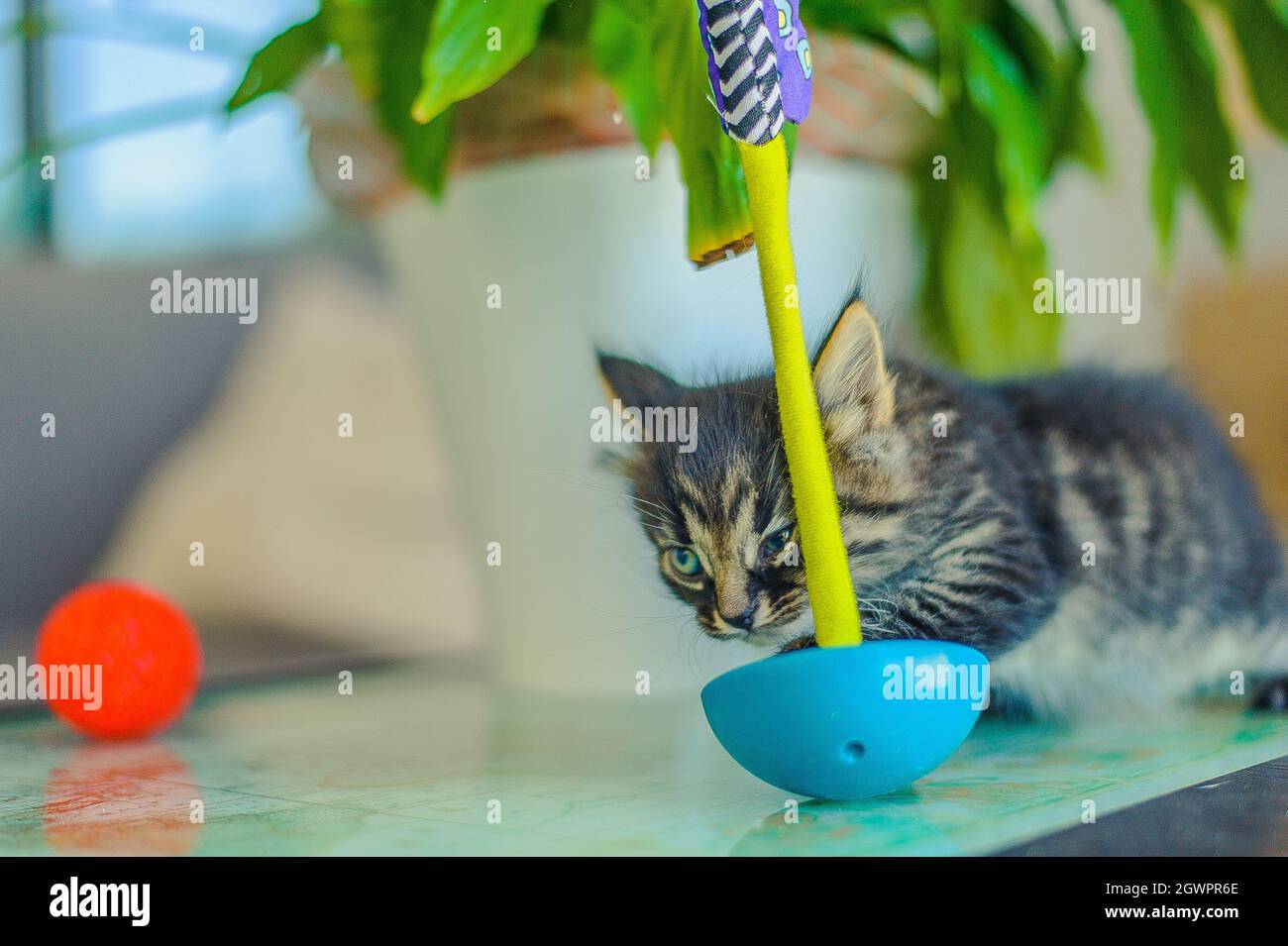 Child roly poly hi-res stock photography and images - Alamy