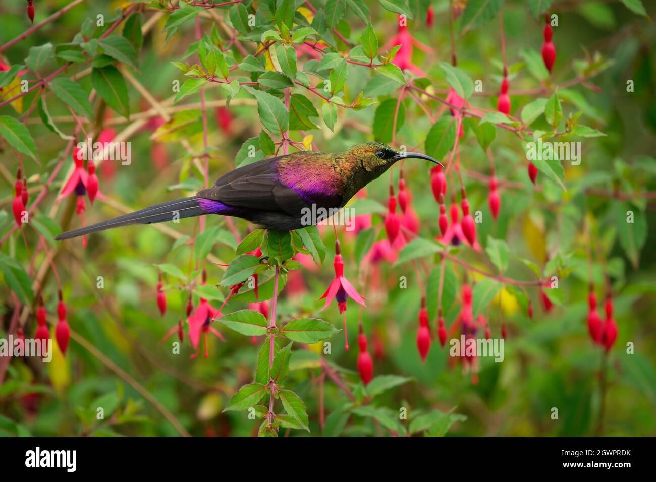 Tacazze Sunbird - Nectarinia tacazze bird in the family Nectariniidae ...