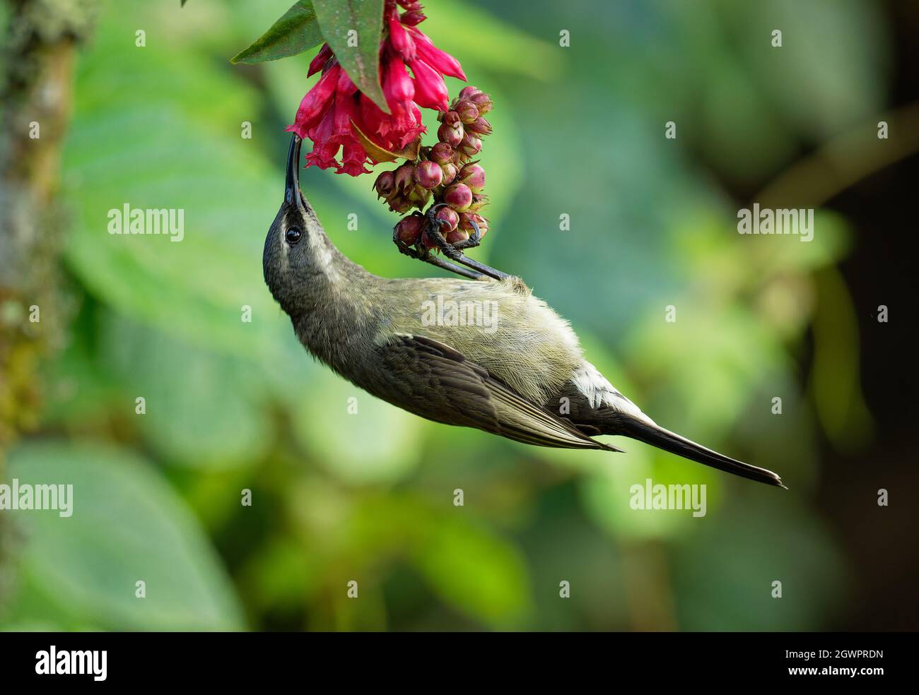 Fauna eritrea hi-res stock photography and images - Alamy