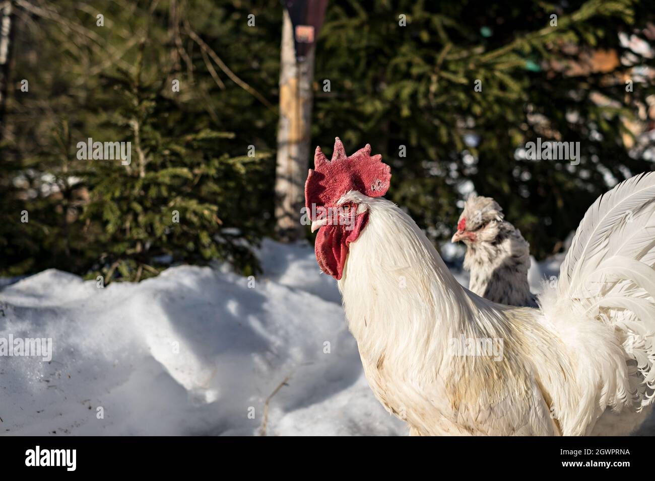 Angry Rooster High Resolution Stock Photography and Images - Alamy