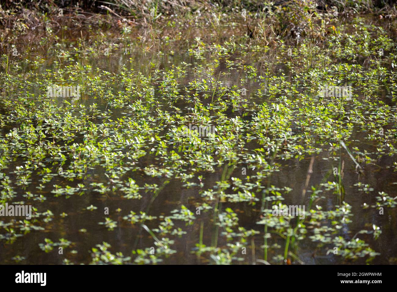 Green foliage growing from shallow, stagnant swamp water Stock Photo ...