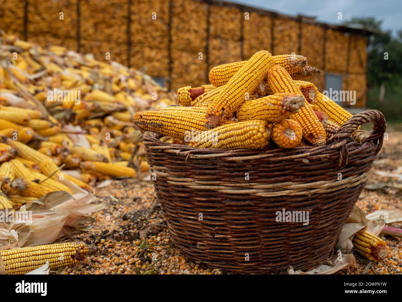 Close up of wooden basket full of corn cobs in front of barn on animal ...