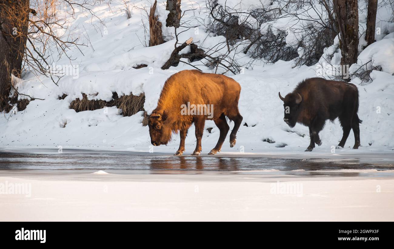 Bison herd ice hi-res stock photography and images - Alamy
