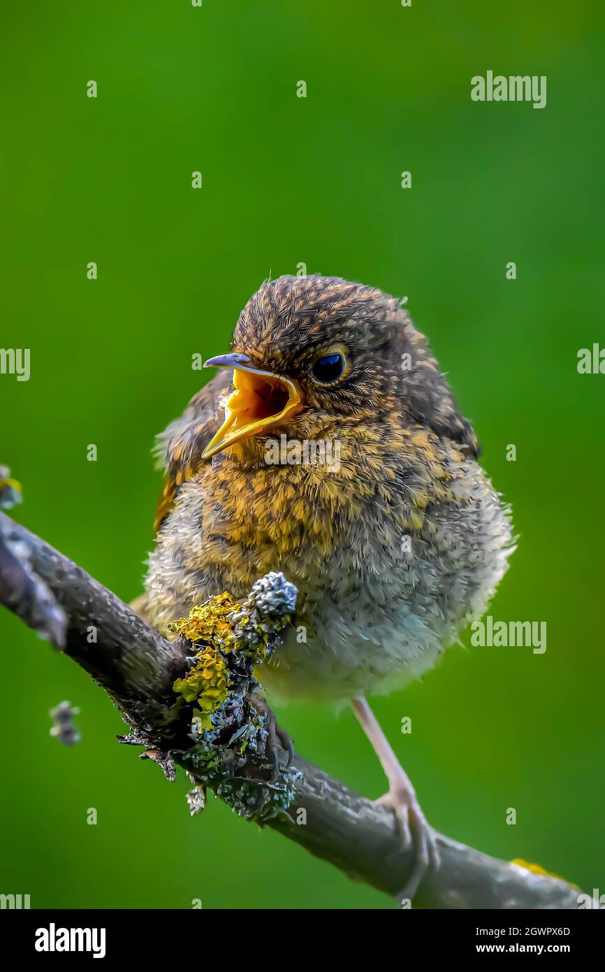 Fledgling robin hi-res stock photography and images - Alamy