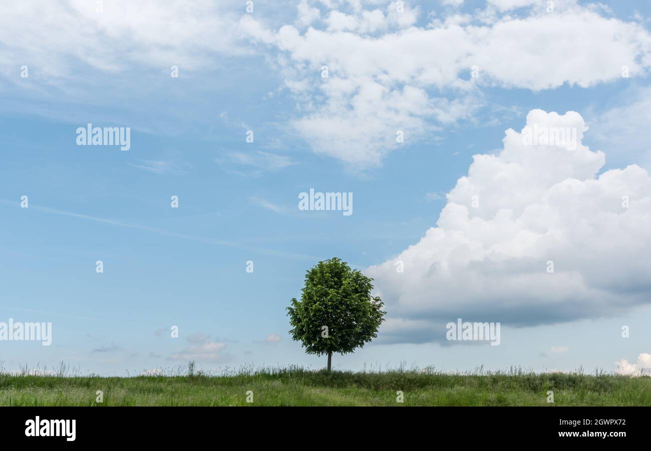 Green small tree hi-res stock photography and images - Alamy