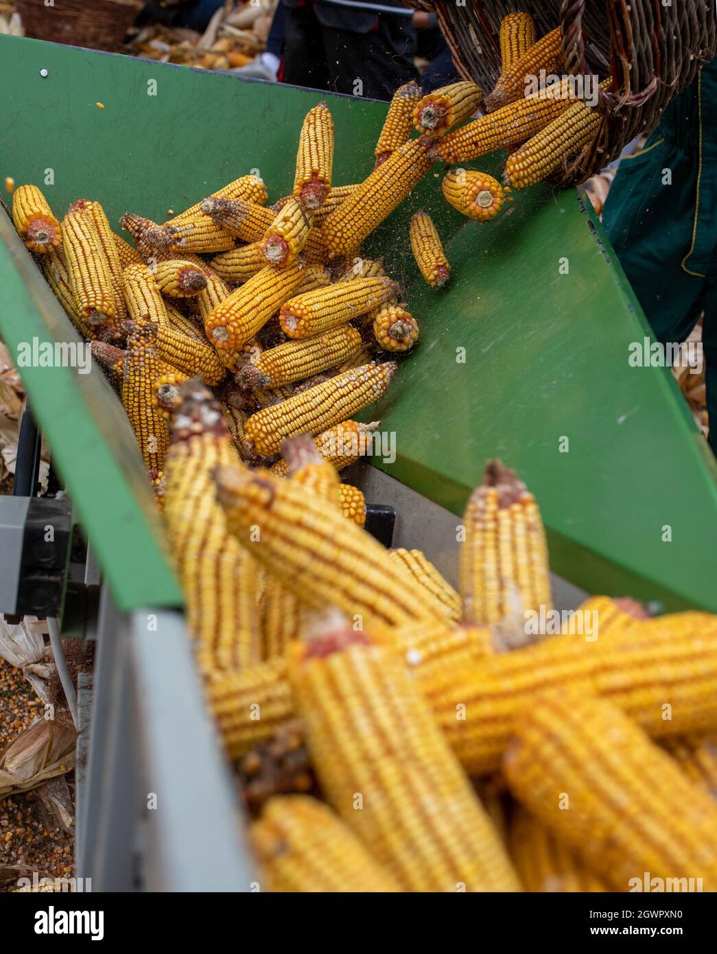 Elevator lifting corn cobs into storage in barn on animal farm Stock ...