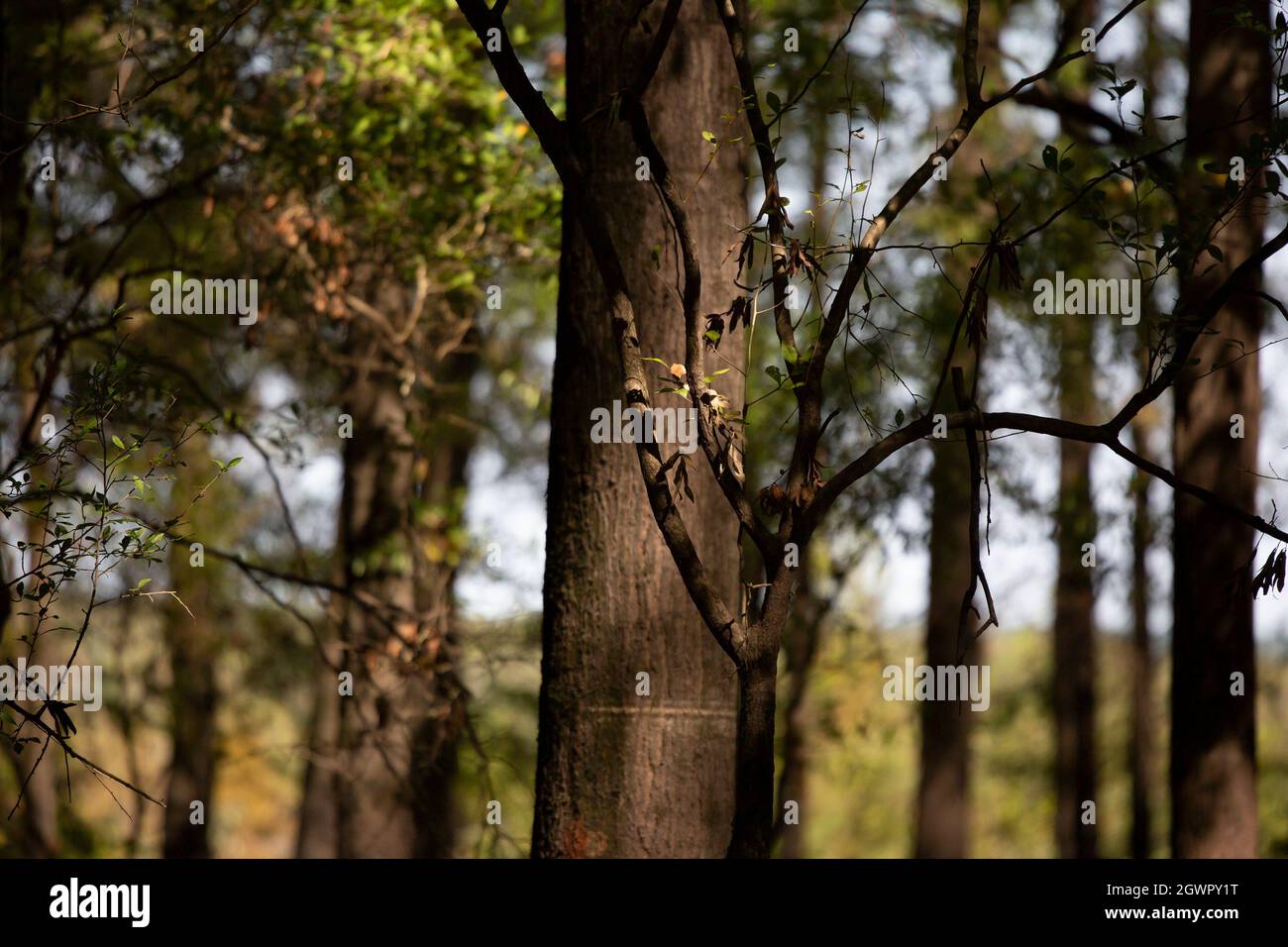 Light hitting a plant hi-res stock photography and images - Alamy