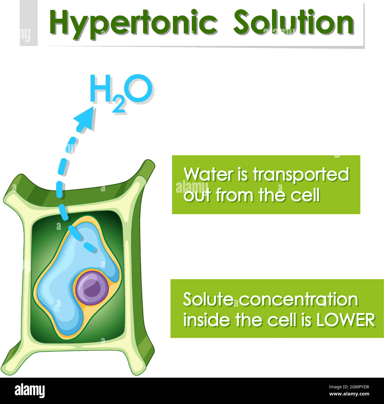 Hypertonic Solution