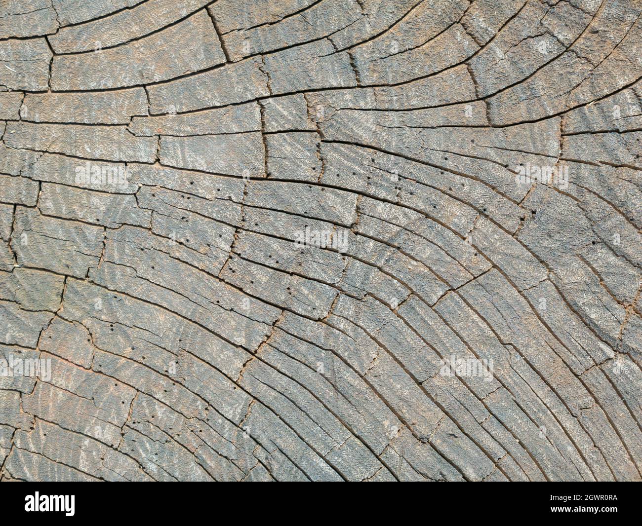 Tree Cross Section Drawing High Resolution Stock Photography and Images ...