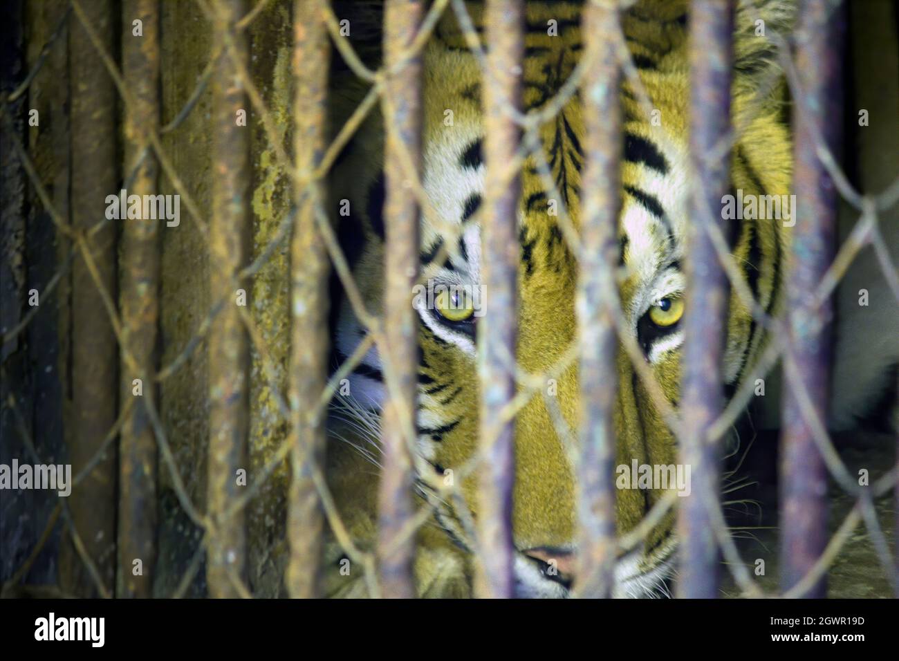 Tiger trapped in a cage hi-res stock photography and images - Alamy
