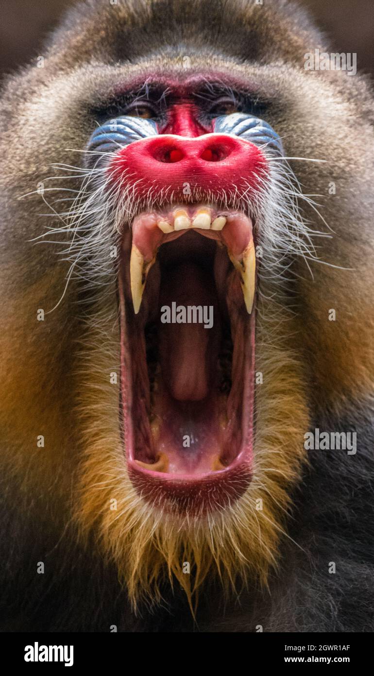 Angry Mandrill Face