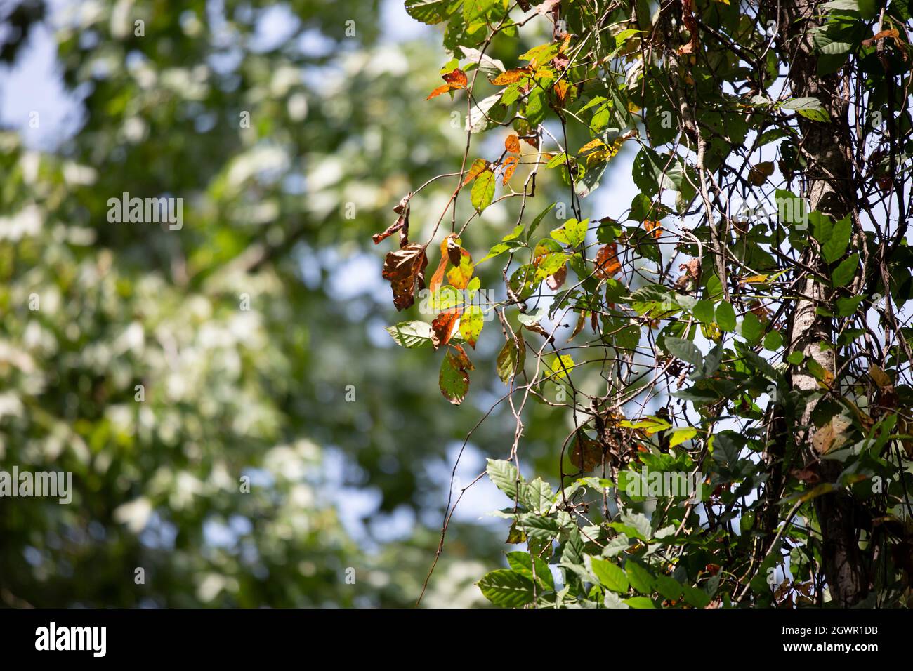 Leaves from a vine changing color during the autumn season Stock Photo ...