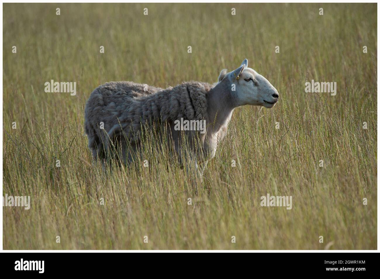 Sheep grazing in grass Cut Out Stock Images & Pictures - Alamy