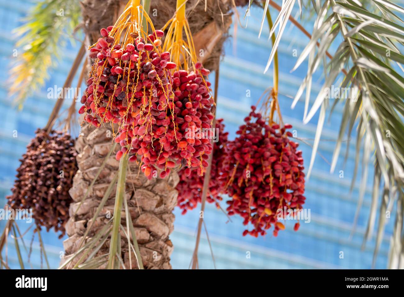Abu dhabi date tree hi-res stock photography and images - Alamy