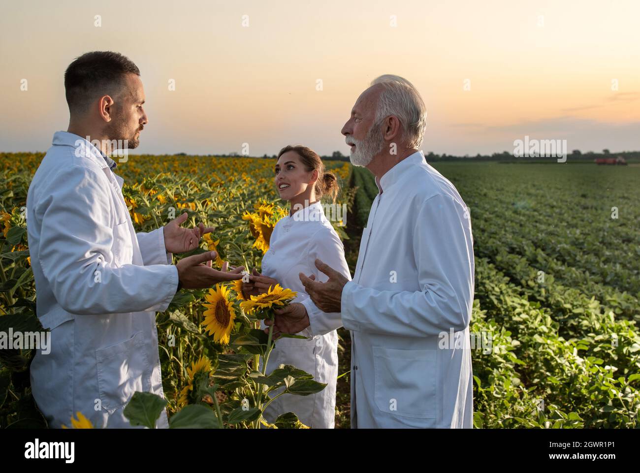 Senior and young female scientists standing in field at sunset ...