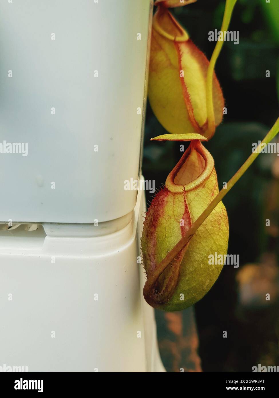 Viking pop up hi-res stock photography and images - Alamy