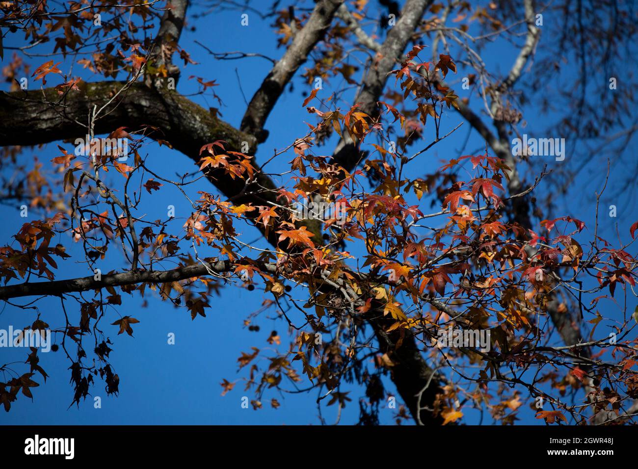 Red and yellow leaves during the fall season Stock Photo - Alamy