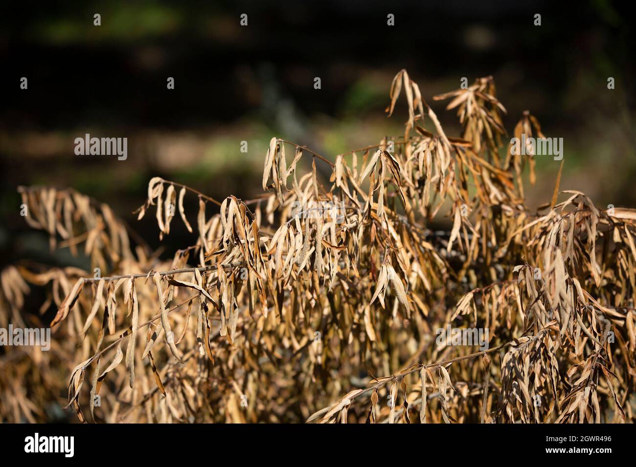 Dying leaves on a large tree limb that has fallen to the ground after a ...