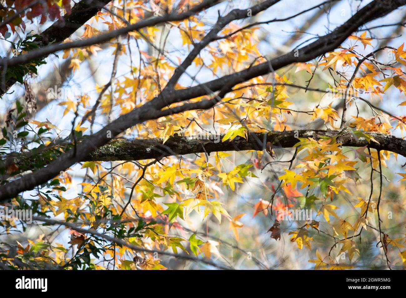 Yellow-rumped warbler (Setophaga coronata) among Yellow and green ...
