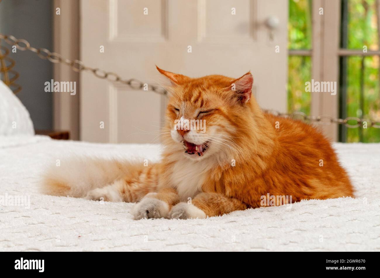 Hemingway cats key west hi-res stock photography and images - Alamy