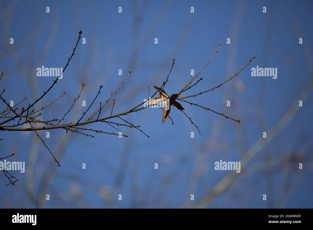 Single dead leaf on a barren tree during winter Stock Photo - Alamy